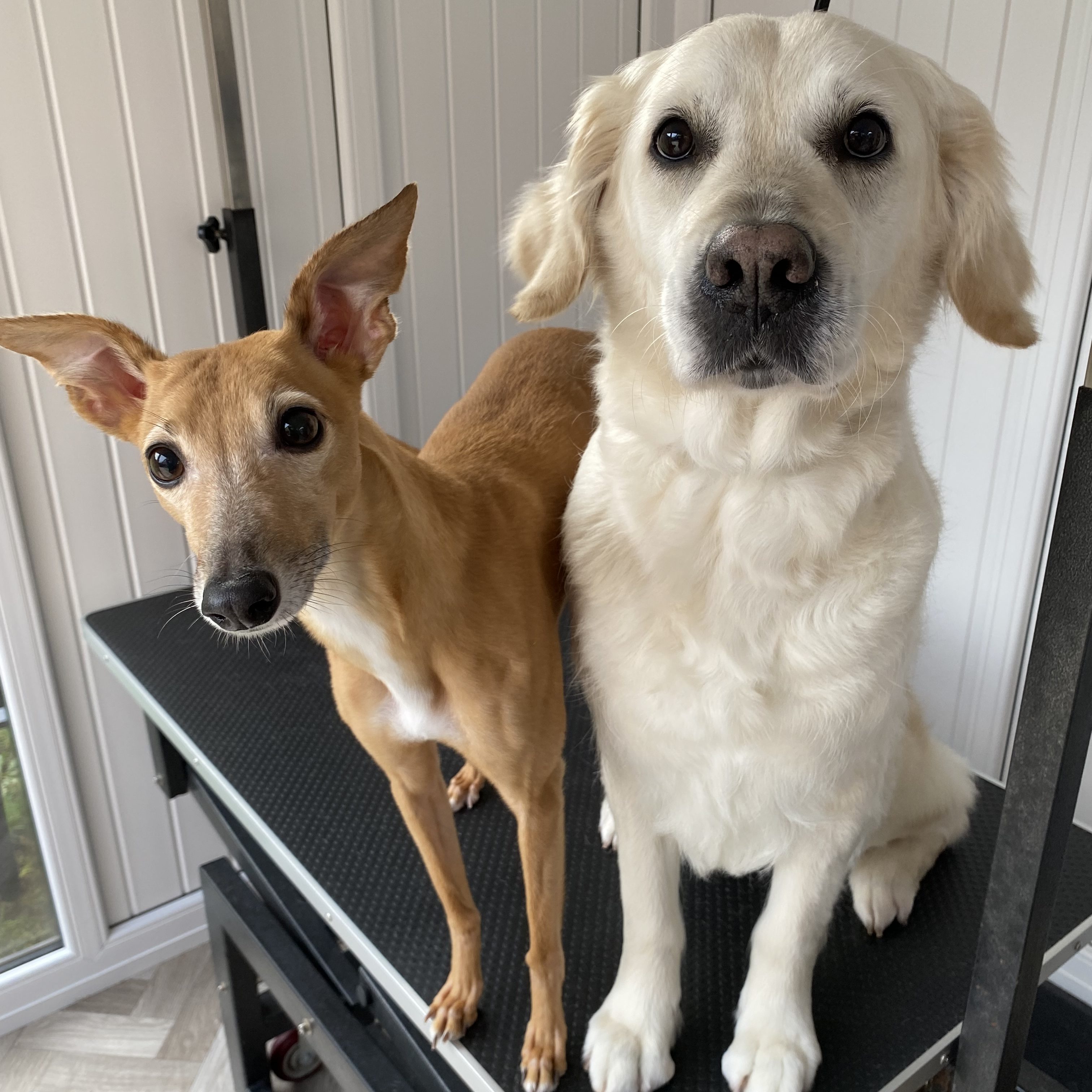 C.E.A. Dog Grooming – Professional one to one dog grooming